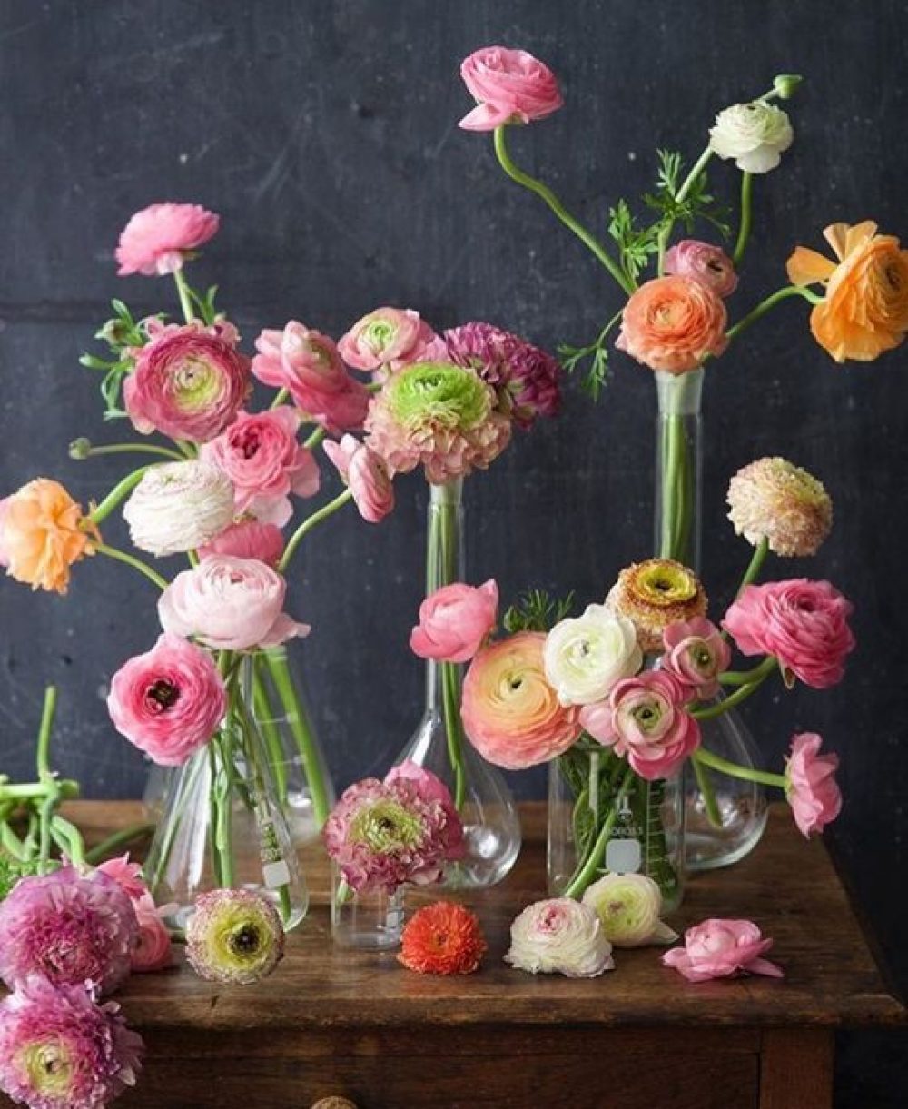 Ranunculuses - Lucy's Flowers